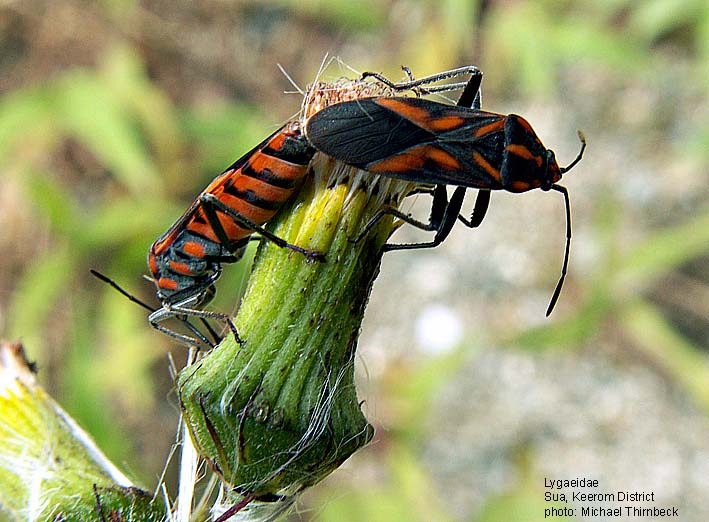 Papua Insects Foundation (Hemiptera/Heteroptera)